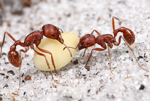 Pogonomyrmex badius | zoo-ekzo.com- Экзотические животные