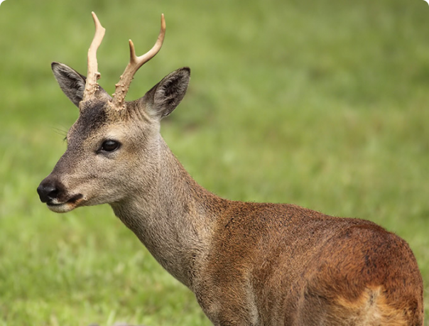 Siberian roe deer | www.zoo-ekzo.ru - Экзотические животные