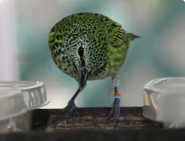 Дроздовая танагра | www.zoo-ekzo.ru - Экзотические животные