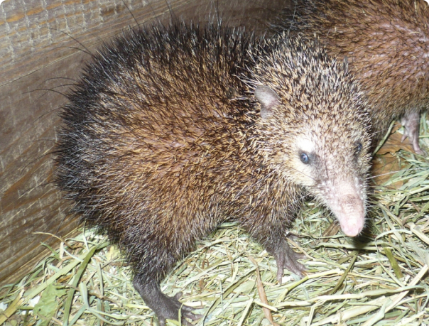 Tailless tenrec or common tenrec | www.zoo-ekzo.ru - Экзотические животные